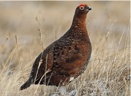 The noble grouse